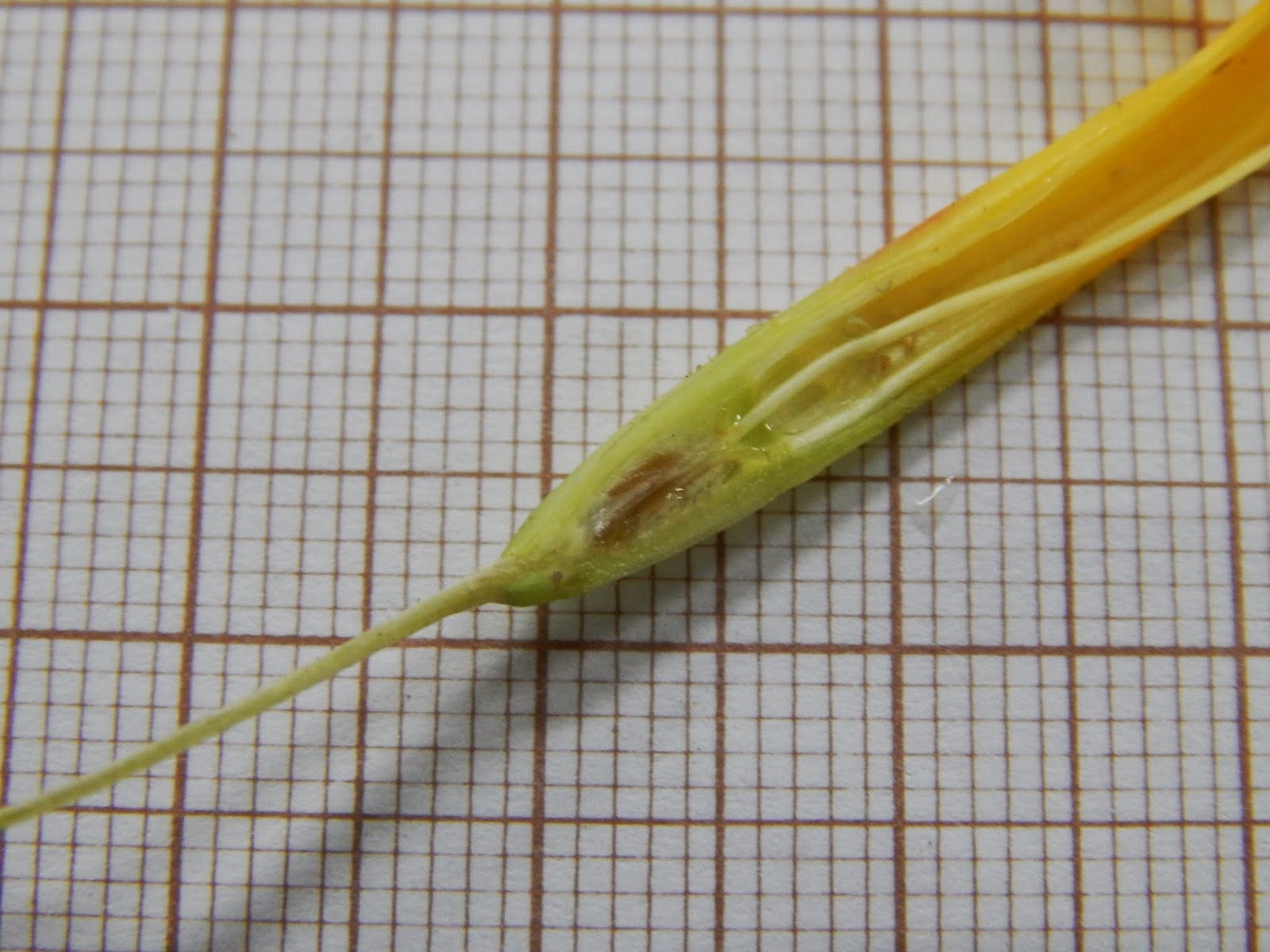 Sistemática Fanerógamas BIO 266 UEFS: Monocotiledônea do campus da UEFS ...